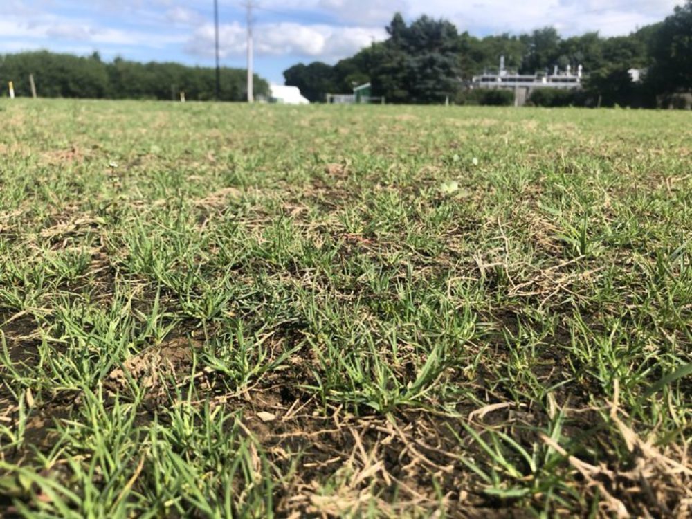 Thatch Collapse - Turf Diseases