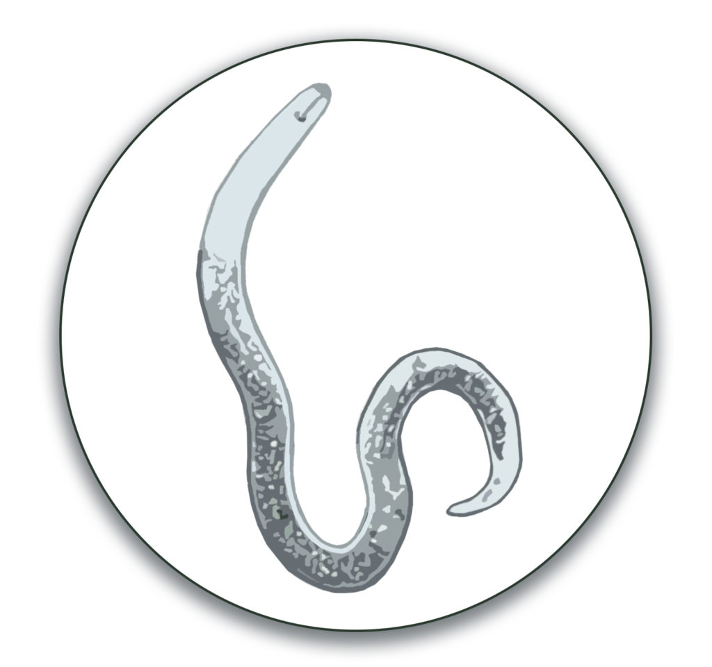 Home - Turf Diseases