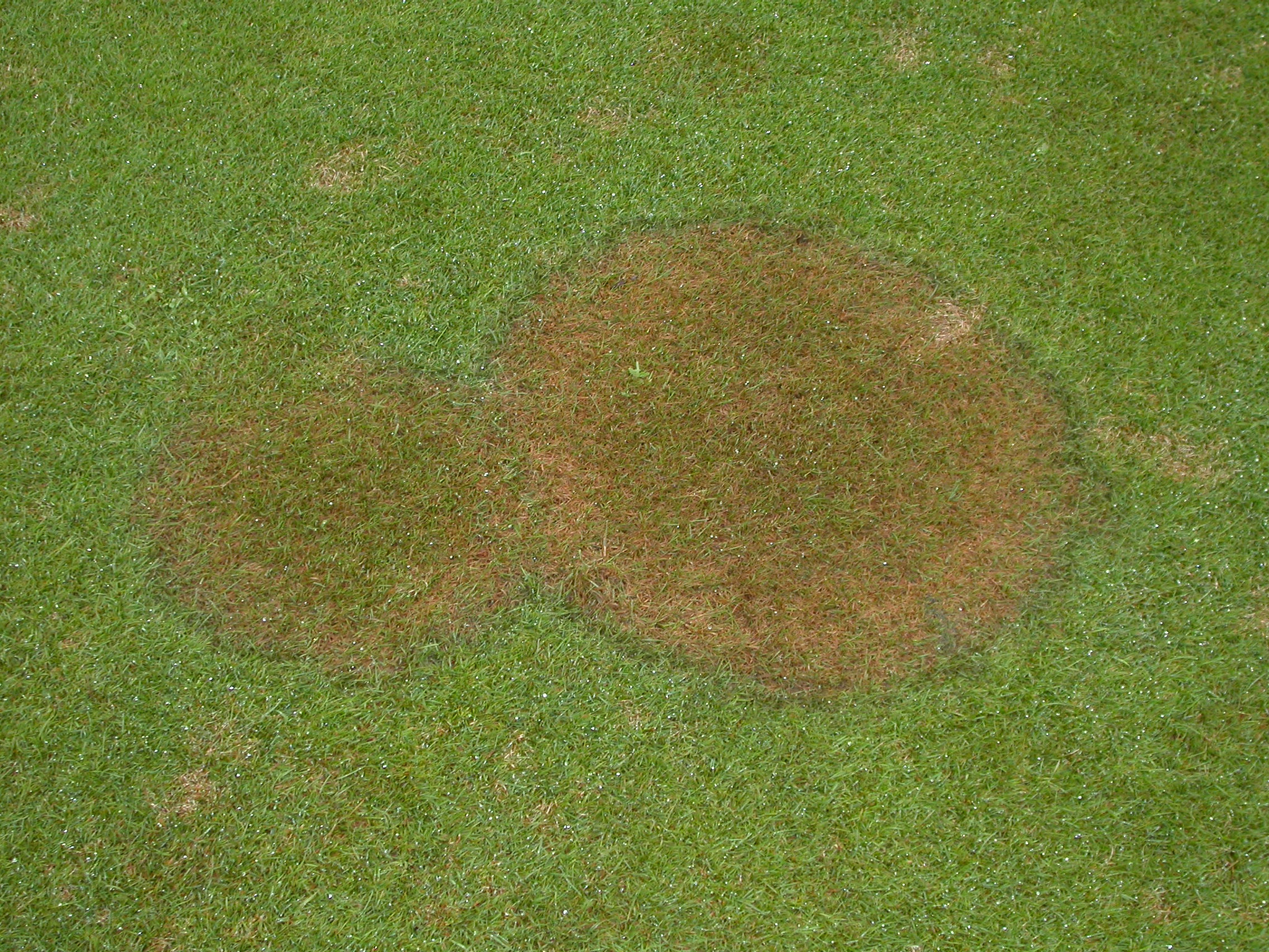 Turf Disease Control in the Wake of COVID-19 - Turf Diseases