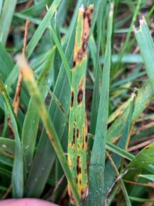 Tall Fescue Disease Growth - Turf Diseases