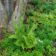 Broad-leaved helleborine: A weedy orchid invading lawns and flowerbeds ...