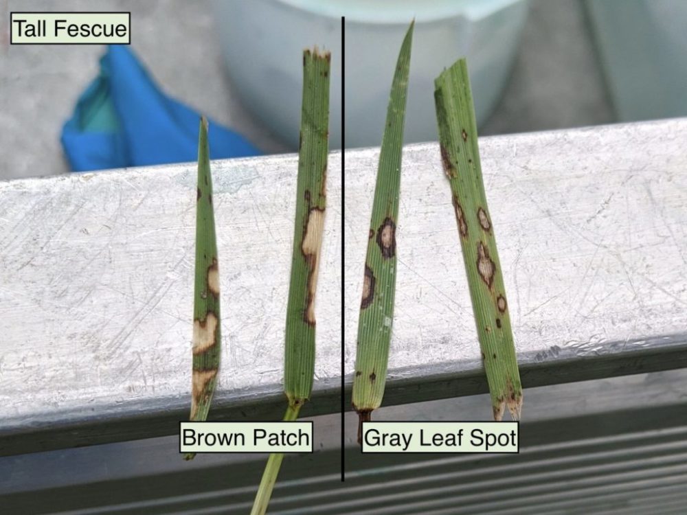Gray Leaf Spot on Tall Fescue - Turf Diseases