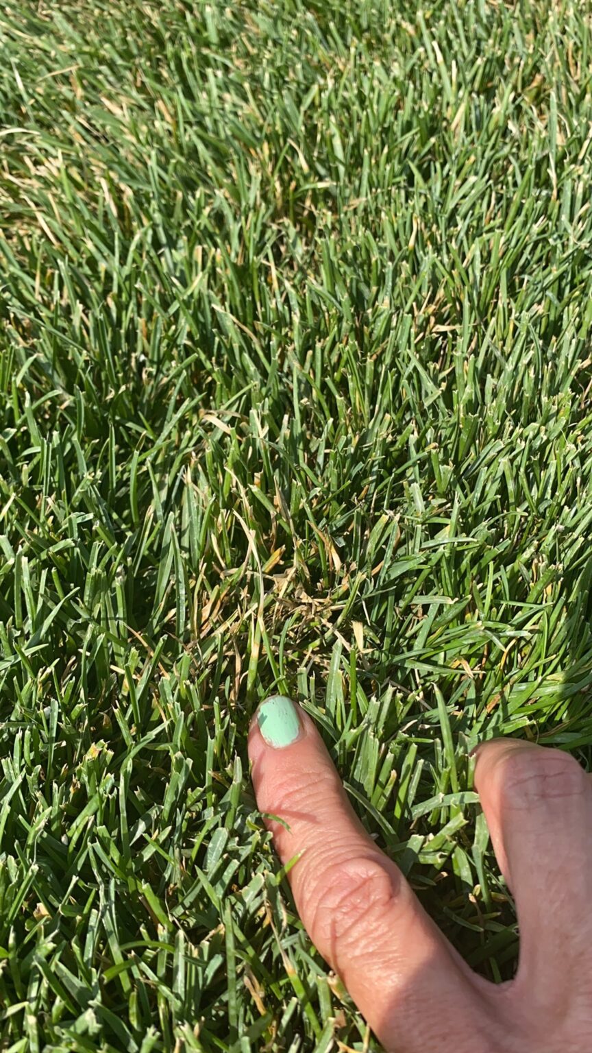 Home - Turf Diseases